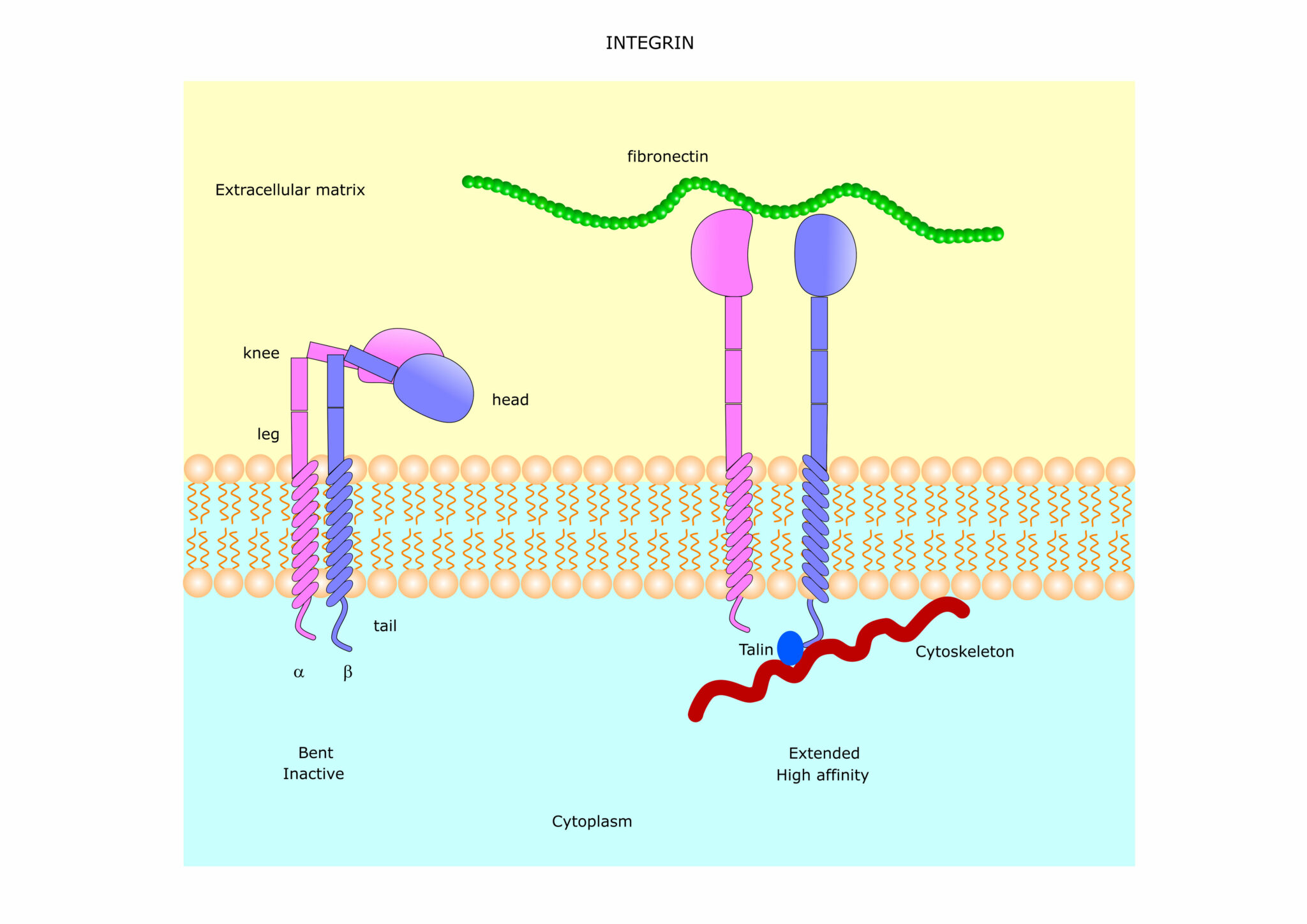 Integrins: Explained - Institute for Protein Innovation
