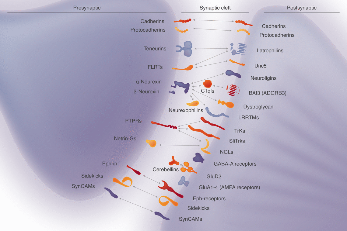 Protein tools - Institute for Protein Innovation